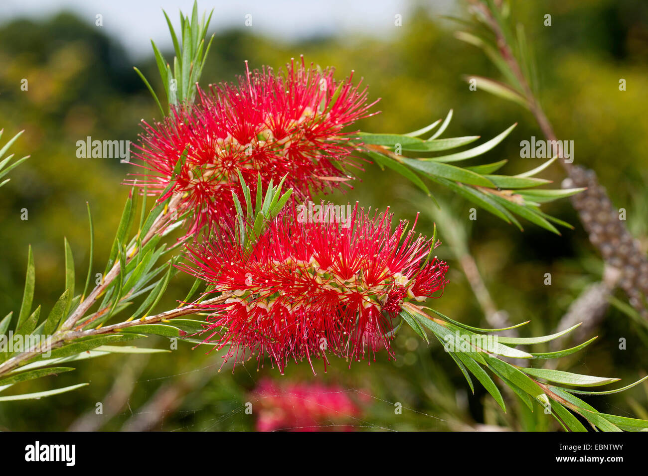 Violet bottlebrush, Purple Bottlebrush (Callistemon violaceus ...