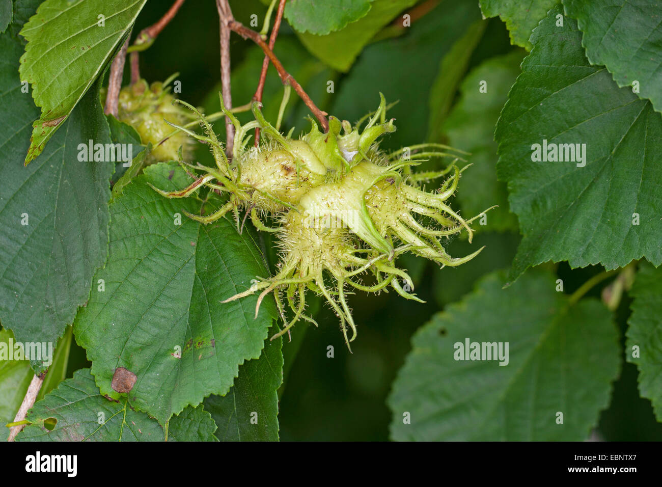 Turkish hazel corylus colurna hi-res stock photography and images - Alamy