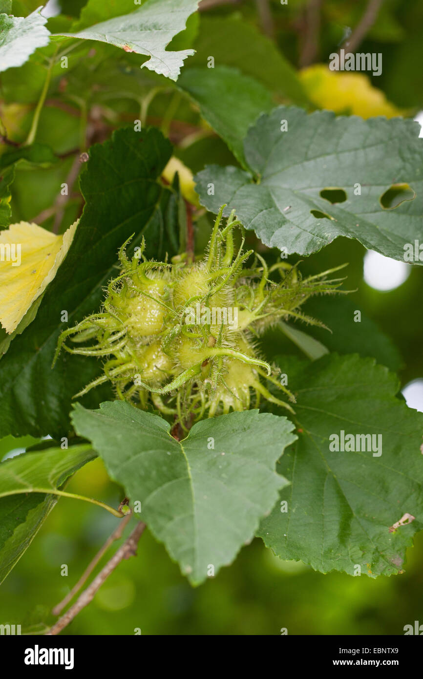 Corylus colurna hi-res stock photography and images - Alamy