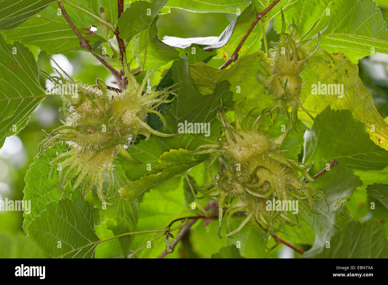 Corylus colurna hi-res stock photography and images - Alamy