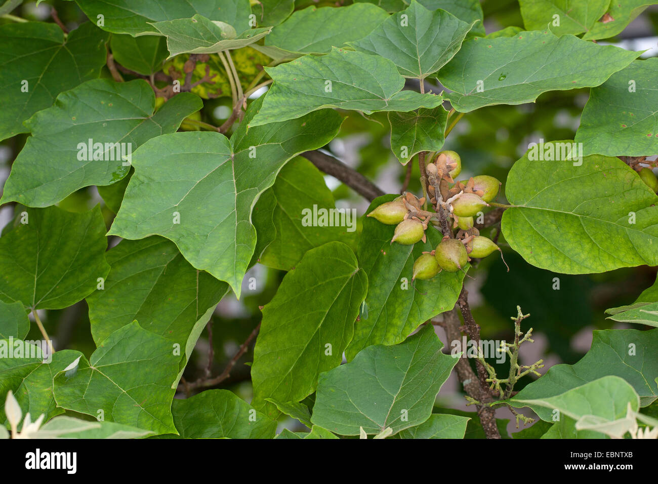 Empress tree, Princess tree, Foxglove tree (Paulownia tomentosa ...