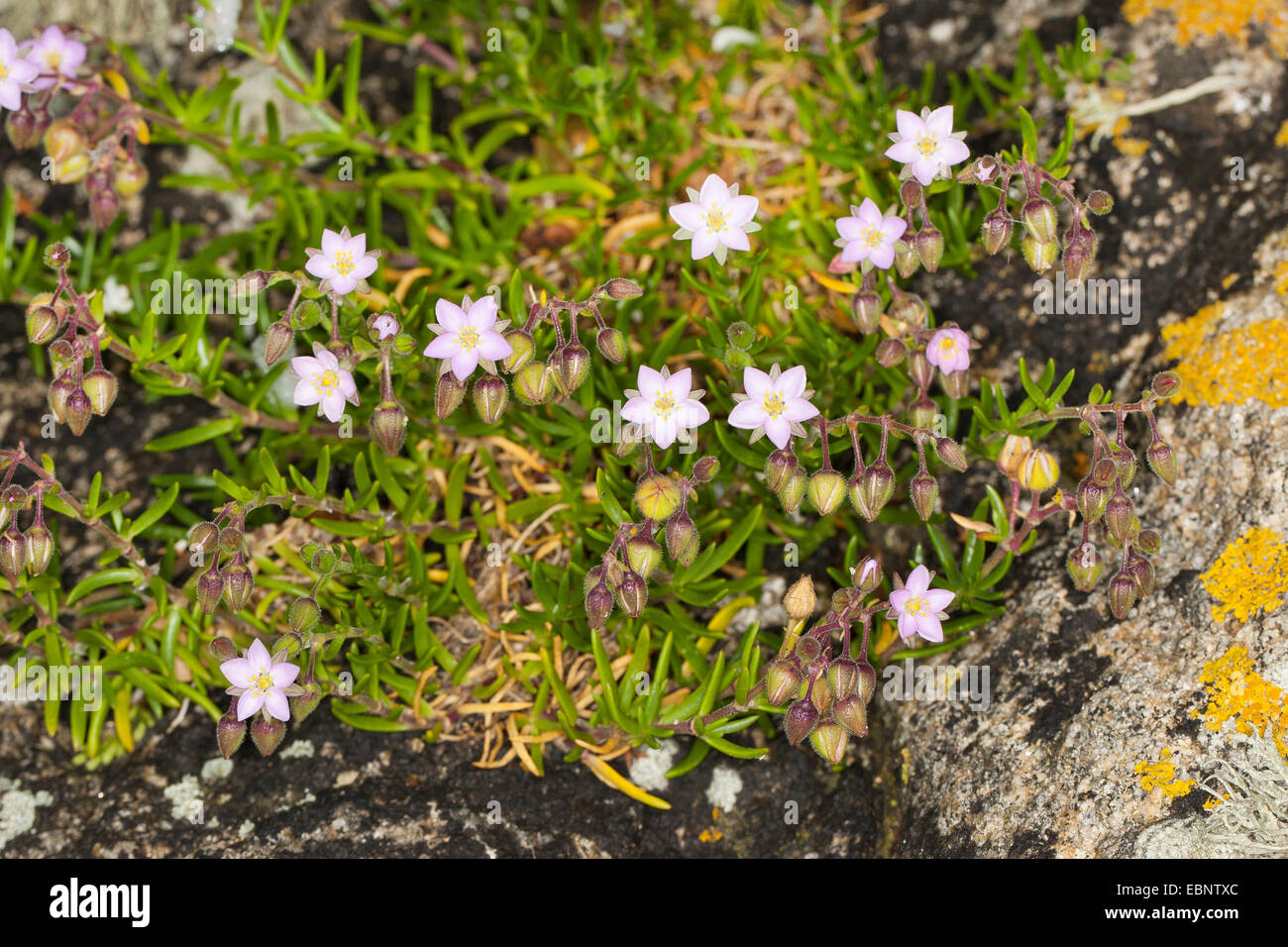 Rock on the sea hi-res stock photography and images - Alamy