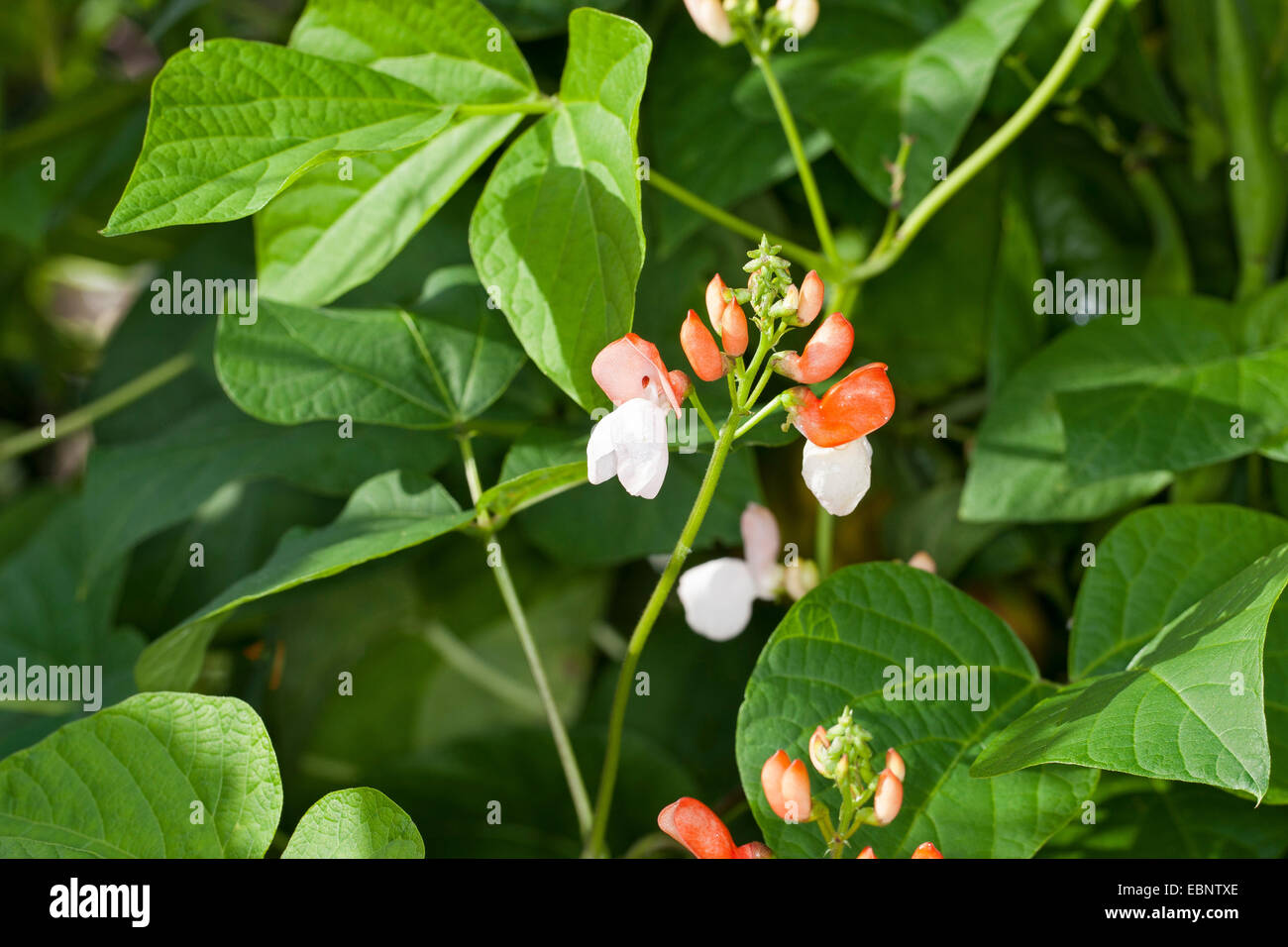 Scarlet runner beans hi-res stock photography and images - Alamy