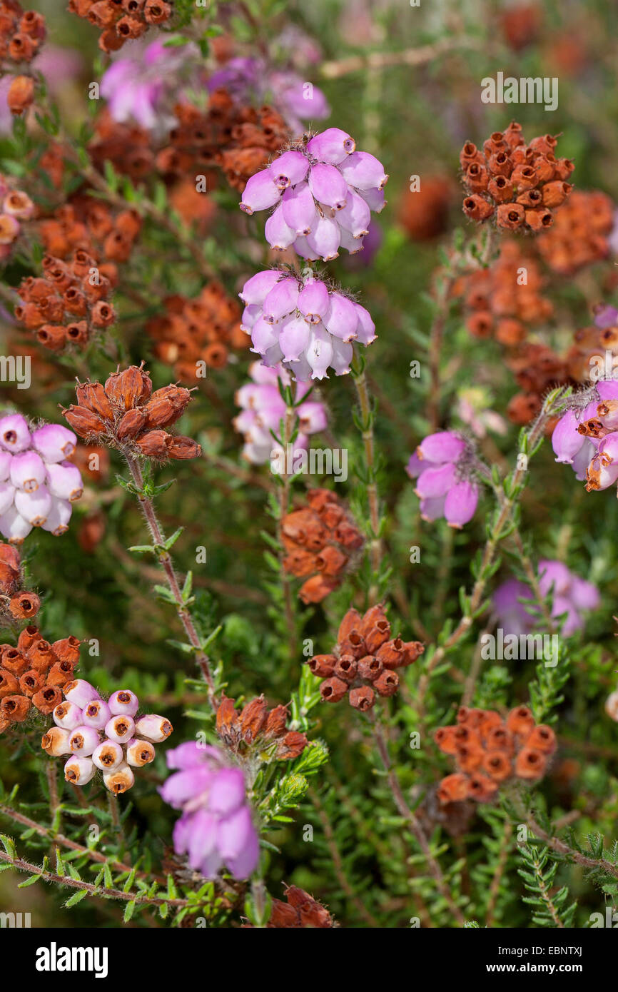 Cross Leaved Heath, Cross-Leaved-Heath (Erica tetralix), blooming ...