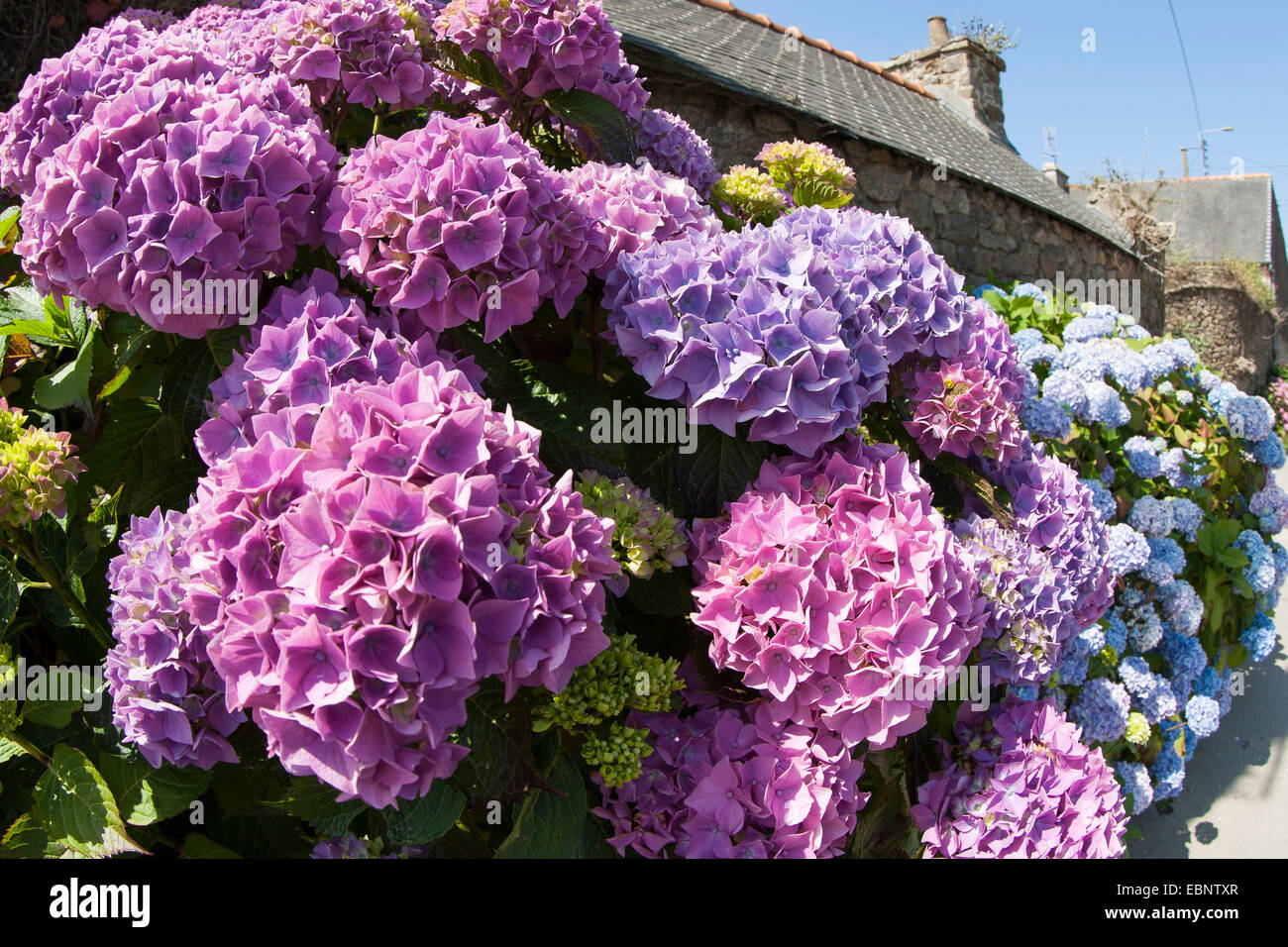 Garden hydrangea, Lace cap hydrangea (Hydrangea macrophylla), blooming ...