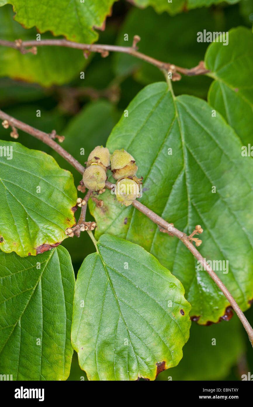 Fruits hamamelis virginiana american witch hazel hi-res stock ...