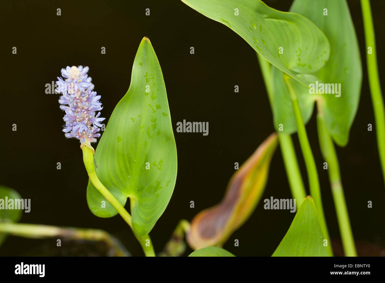 Pickerel Weed, Pickerelweed (Pontederia cordata), blooming Stock Photo ...