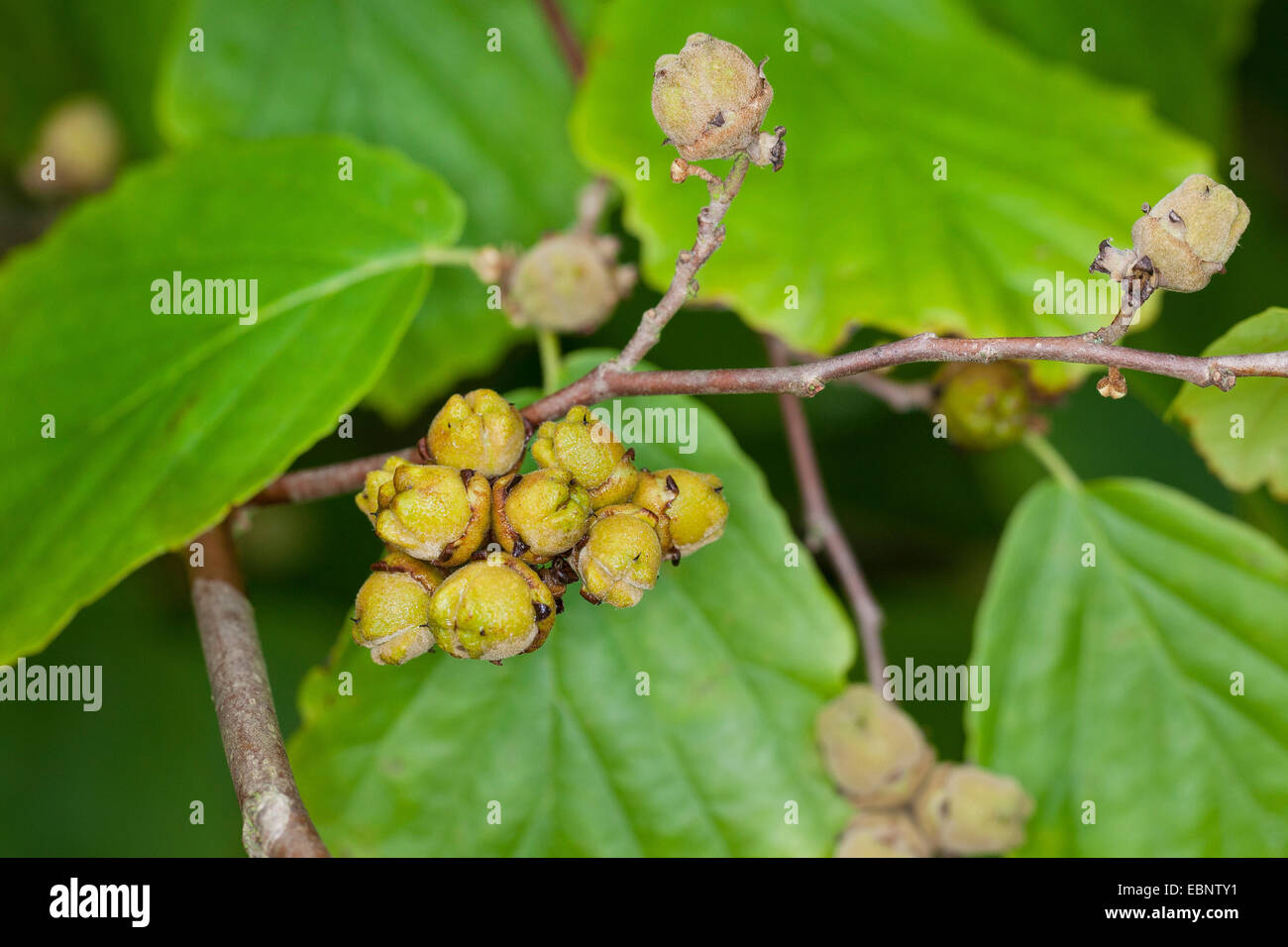 Fruits hamamelis virginiana american witch hazel hi-res stock ...