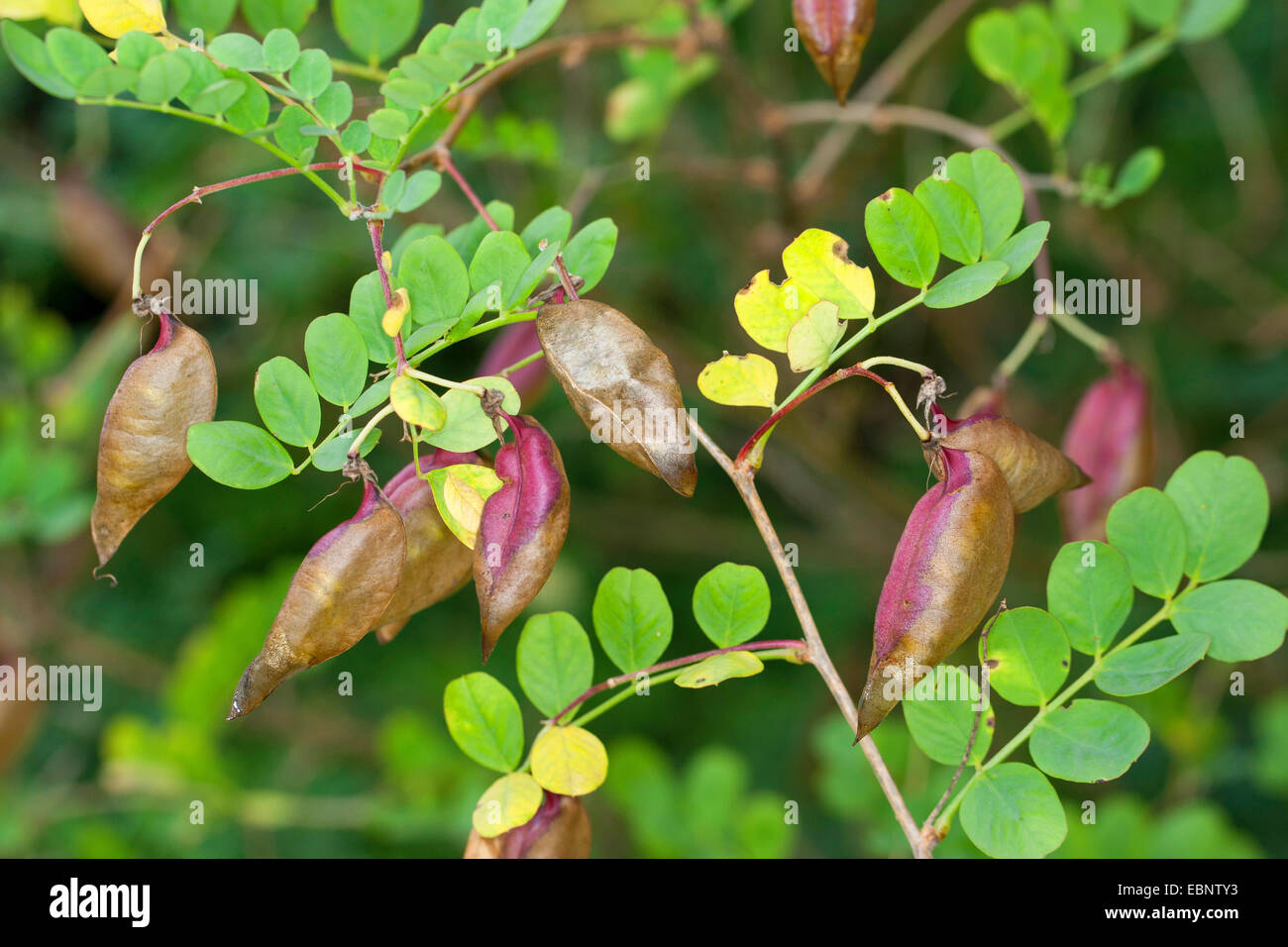 Senna fruit hi-res stock photography and images - Alamy