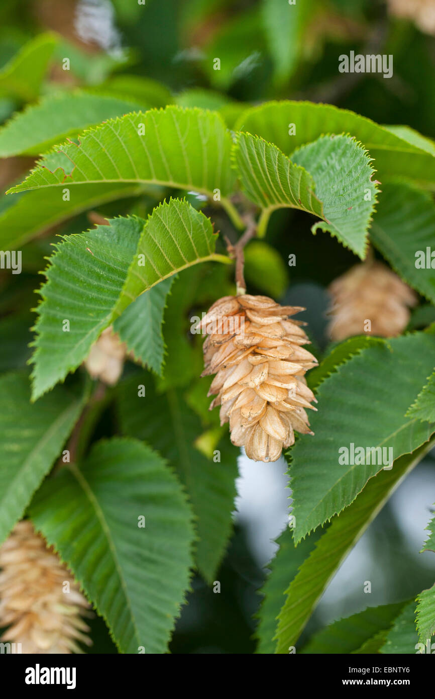 Hop Hornbeam, European Hop Hornbeam (Ostrya carpinifolia), branch with ...