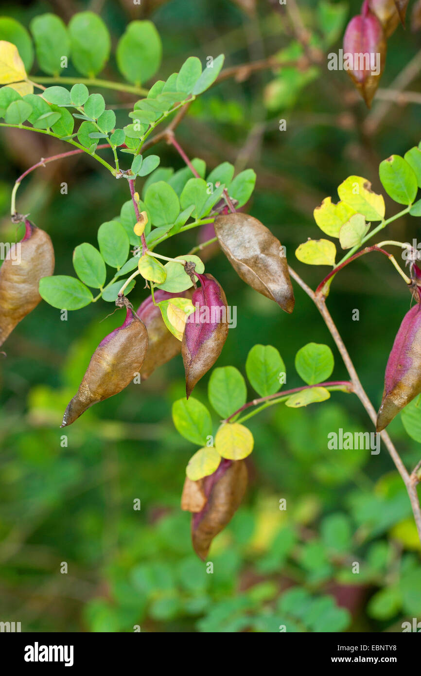 Bladdersenna hi-res stock photography and images - Alamy