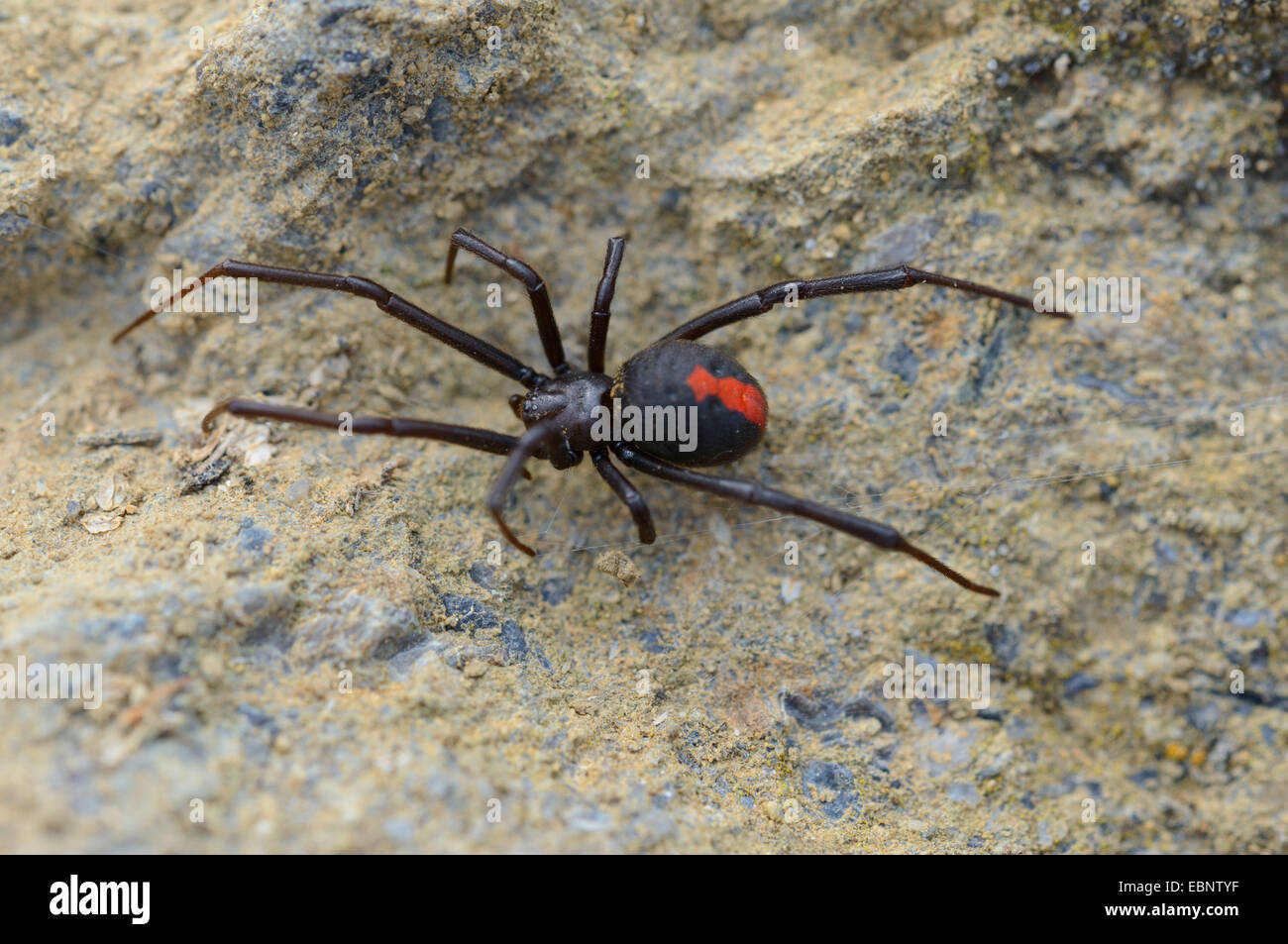 Redback Spider (Latrodectus hasseltii), on a stone, Australia, Tasmania ...