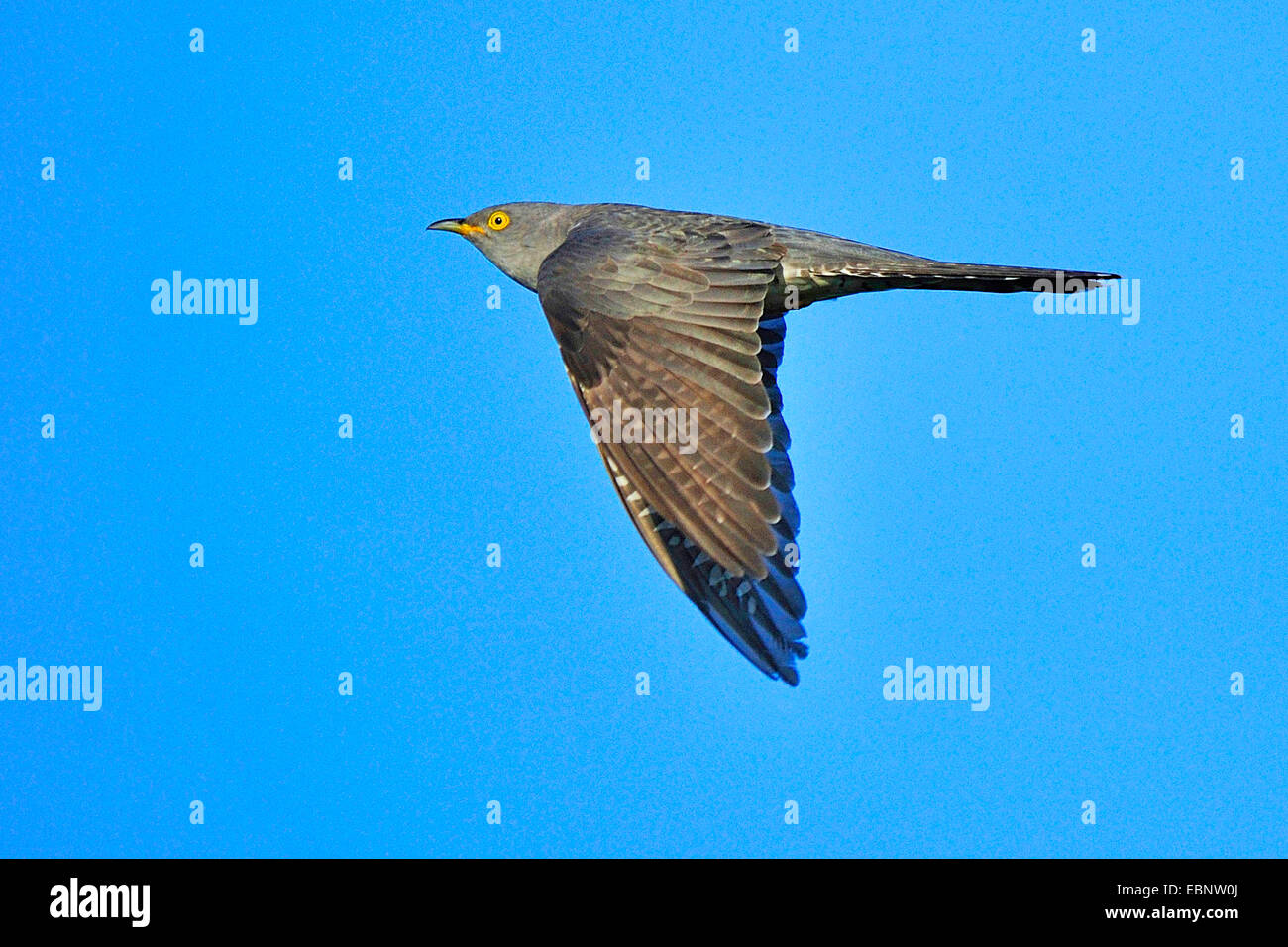 Eurasian cuckoo (Cuculus canorus), flying, Germany Stock Photo - Alamy