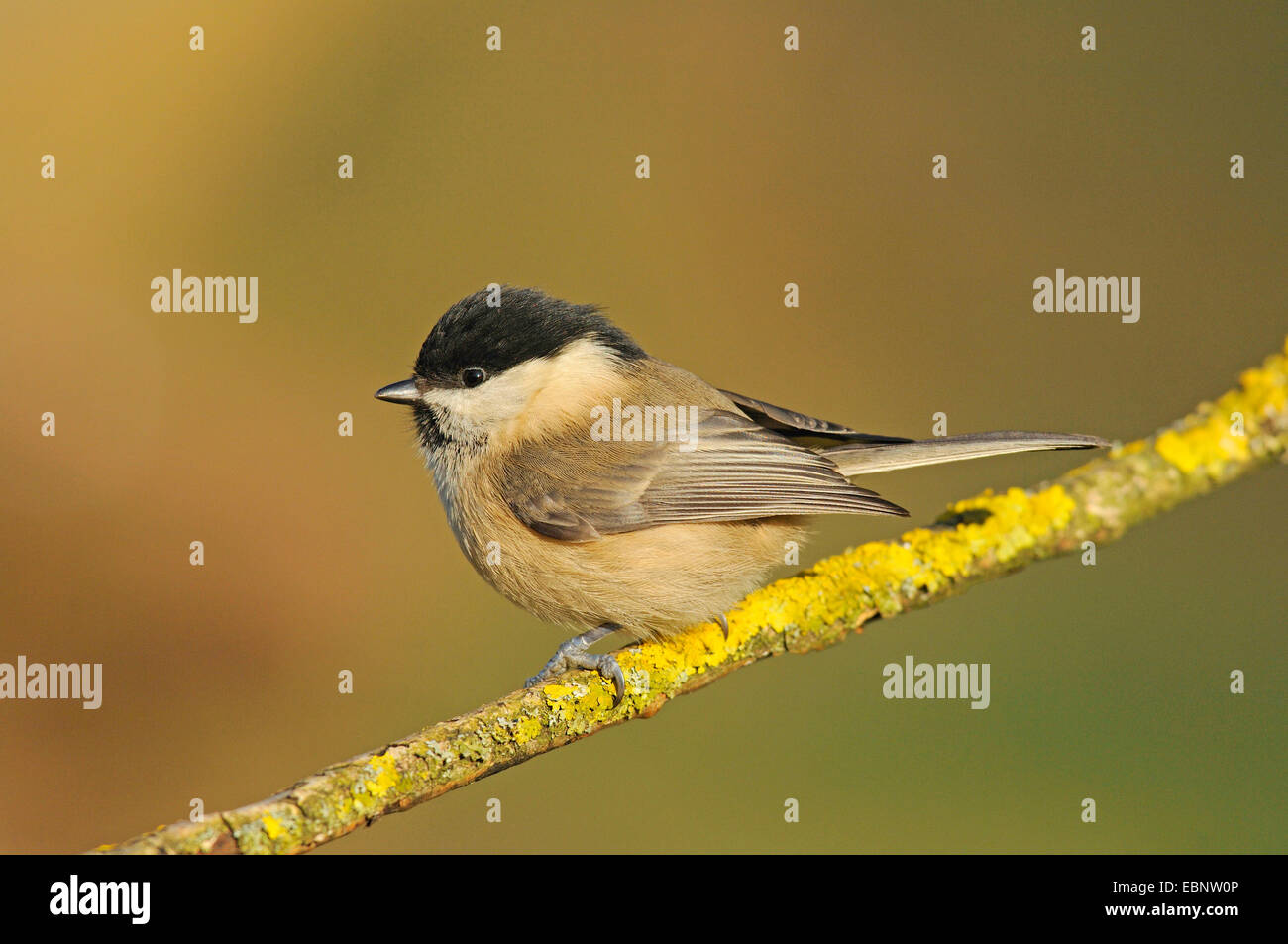willow tit (Poecile montana, Parus montanus), sitting on a lichen ...