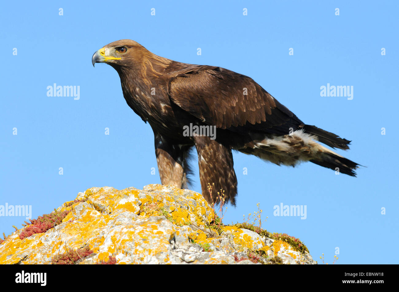 golden eagle (Aquila chrysaetos), sitting on a rock, Germany, Baden ...