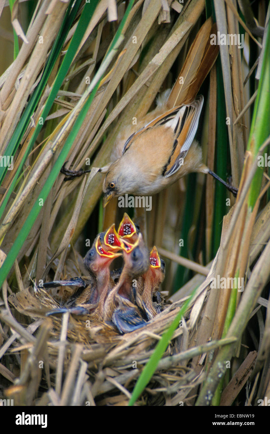 Bearded reedling, Babblers Bearded Tit (Panurus biarmicus), feeding its ...