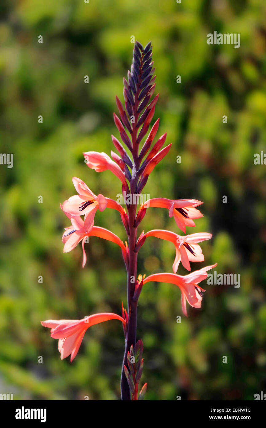 South African Lily High Resolution Stock Photography and Images - Alamy