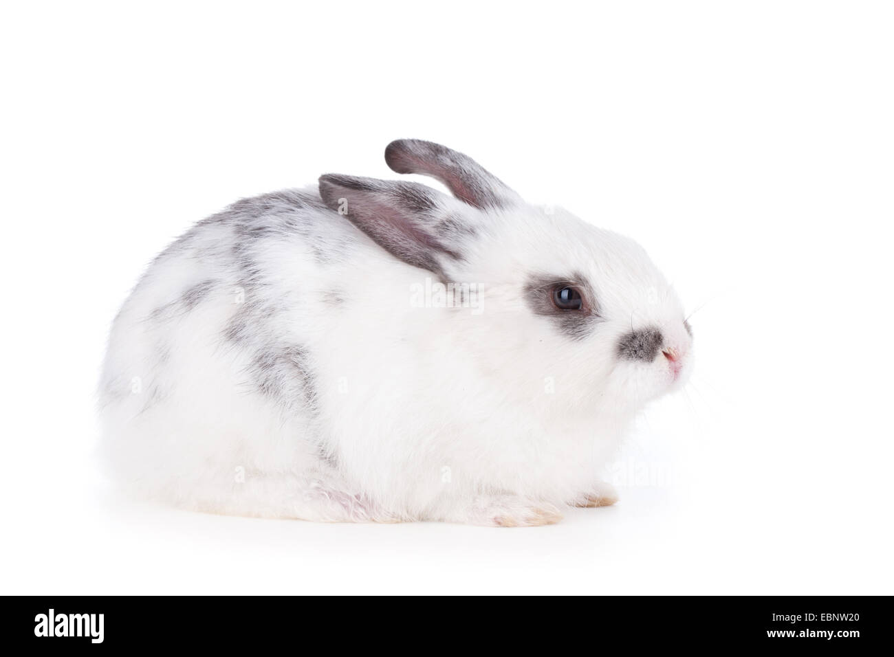 Small rabbit. Isolated on white background Stock Photo - Alamy