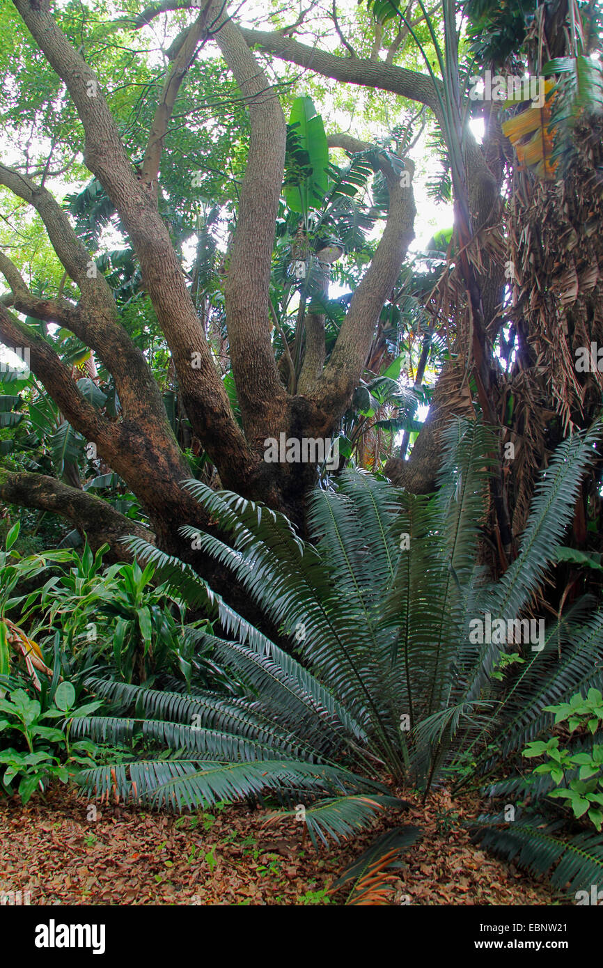 Cinnamomum Camphora High Resolution Stock Photography and Images - Alamy