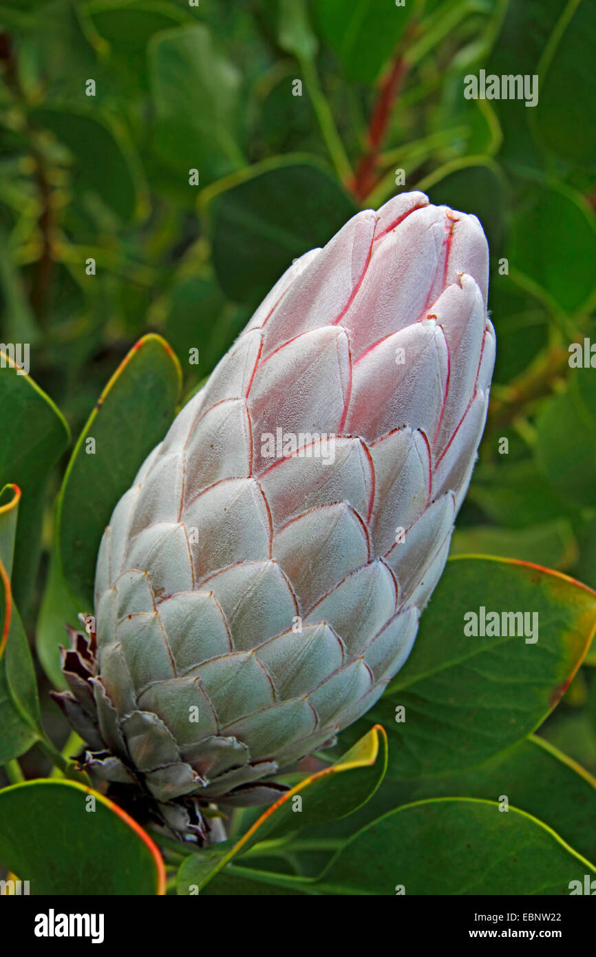 Protea Bud High Resolution Stock Photography and Images - Alamy