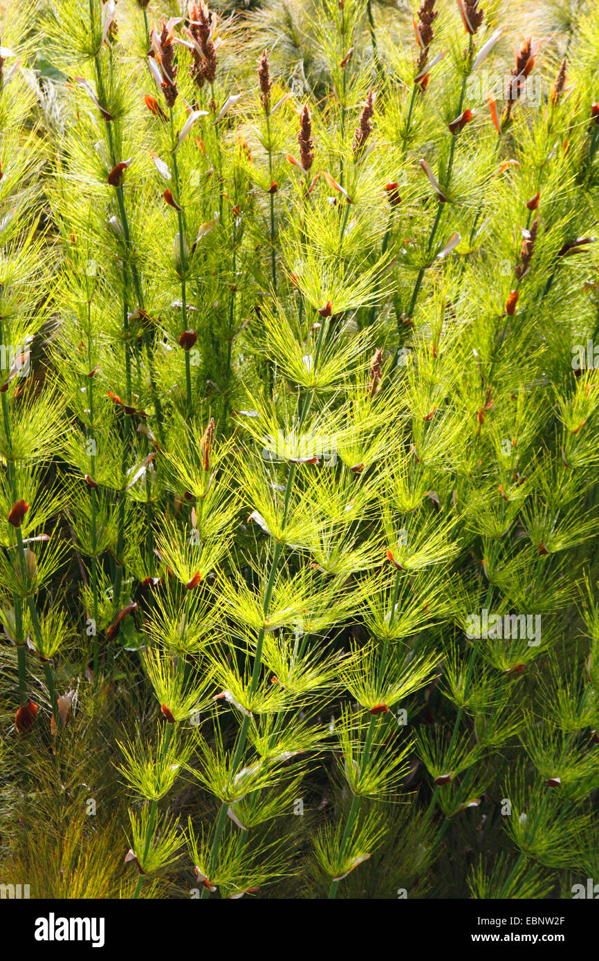 Elegia Capensis High Resolution Stock Photography and Images - Alamy