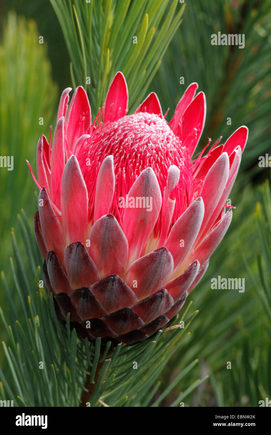 Protea Aristata High Resolution Stock Photography and Images - Alamy