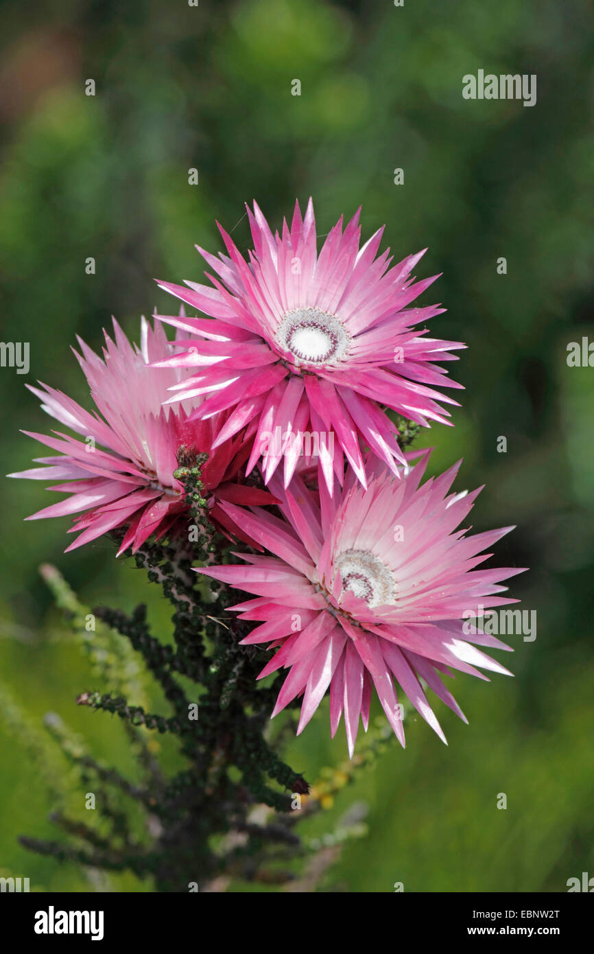 Pink Everlasting High Resolution Stock Photography and Images - Alamy