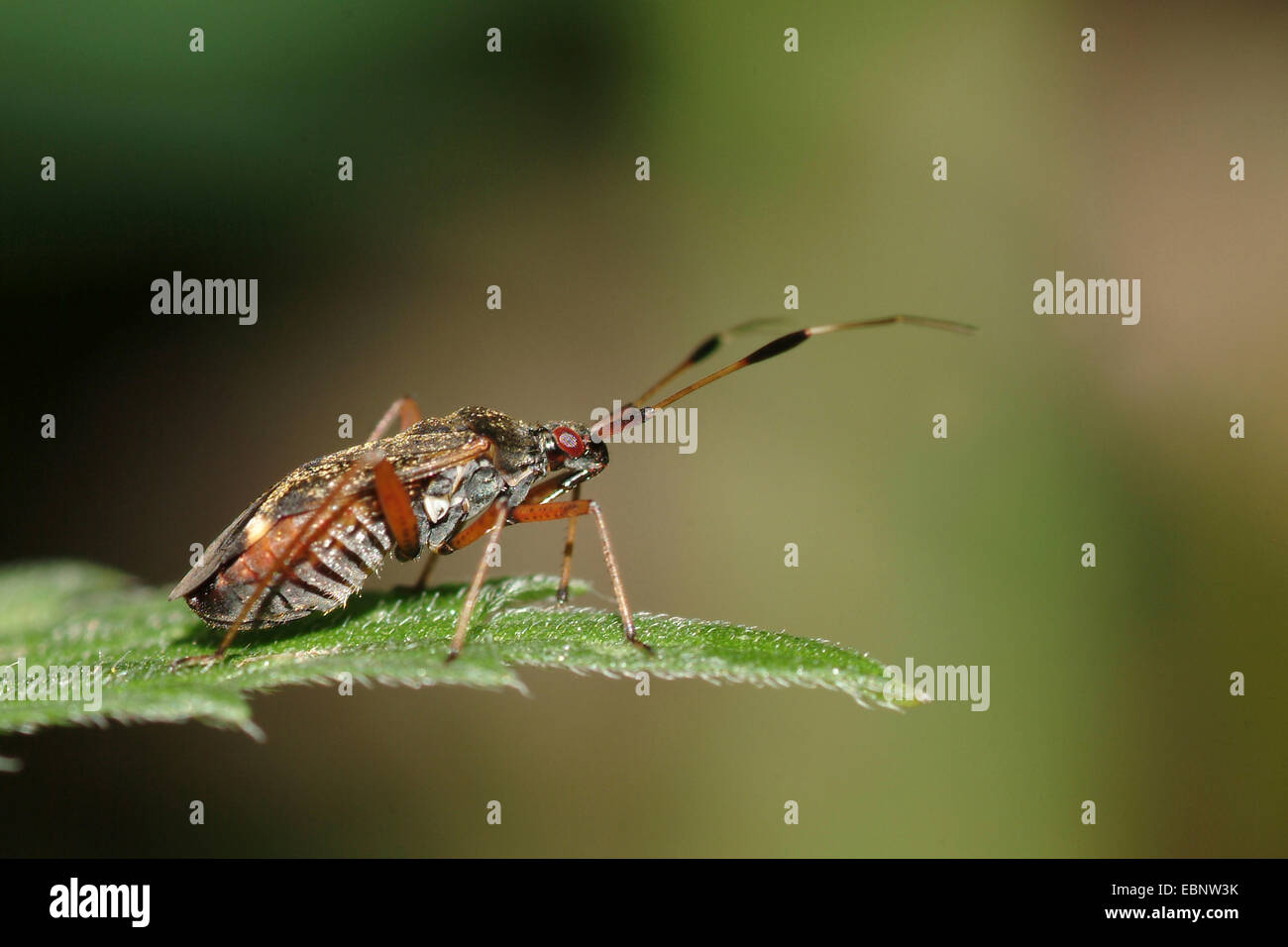 A bugs eye view hi-res stock photography and images - Alamy