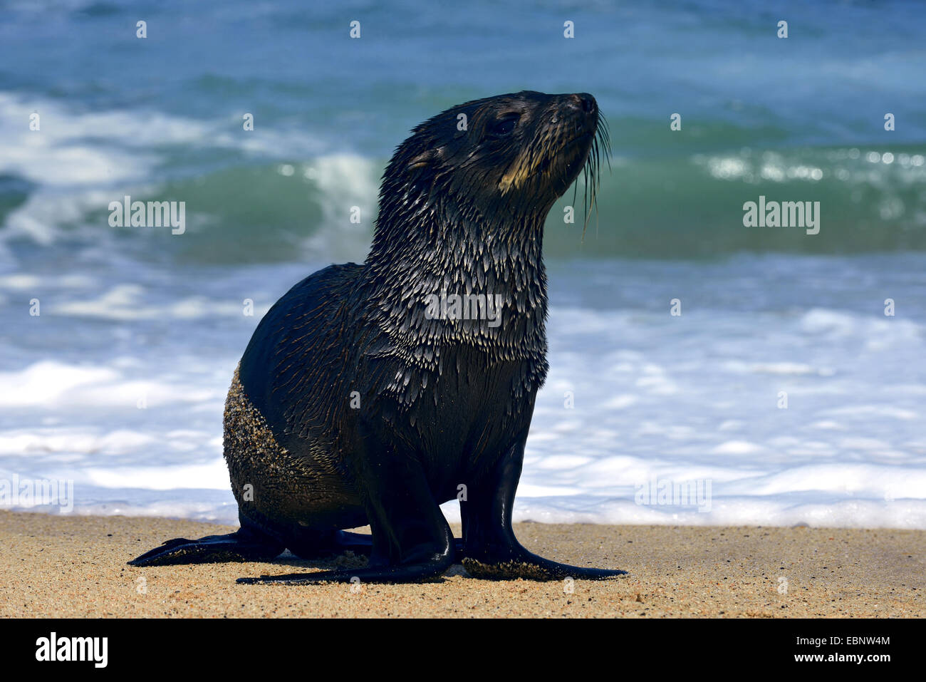 South african fur seal hi-res stock photography and images - Alamy