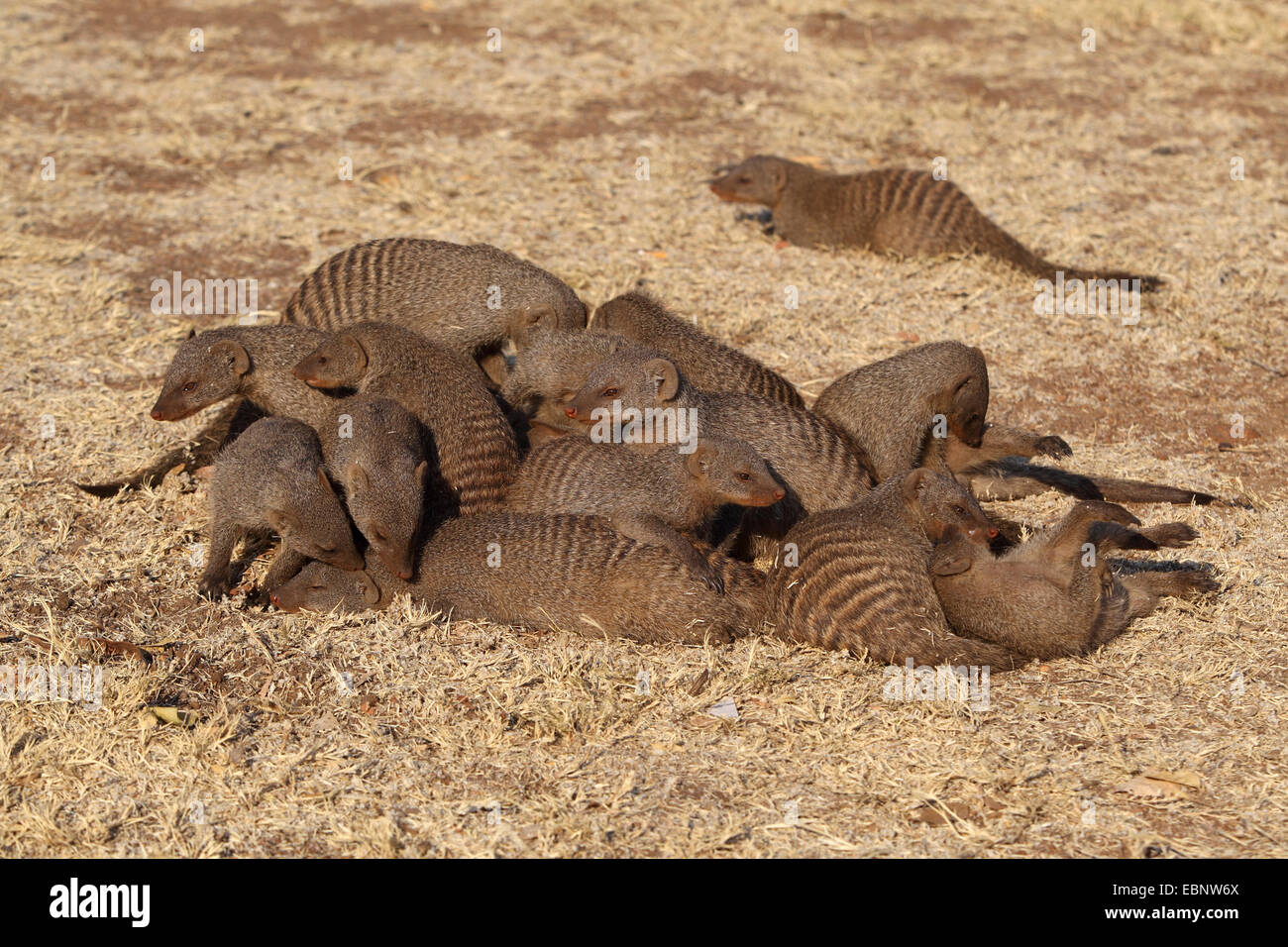 Mongoose body hi-res stock photography and images - Alamy