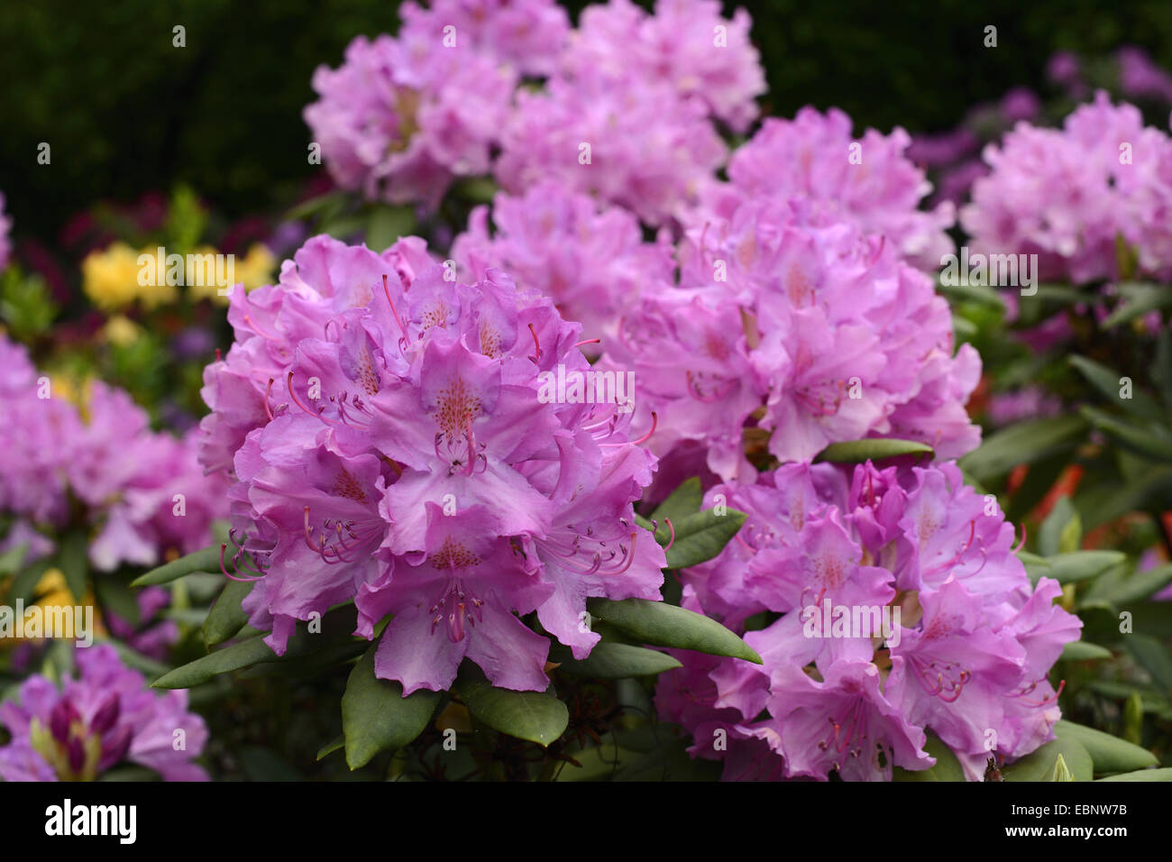 Catawba rhododendron, Catawba rose bay (Rhododendron catawbiense ...