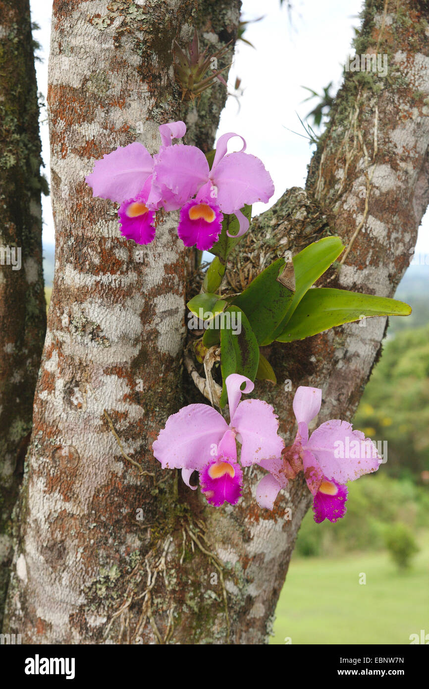 Epiphytes on tree hi-res stock photography and images - Alamy