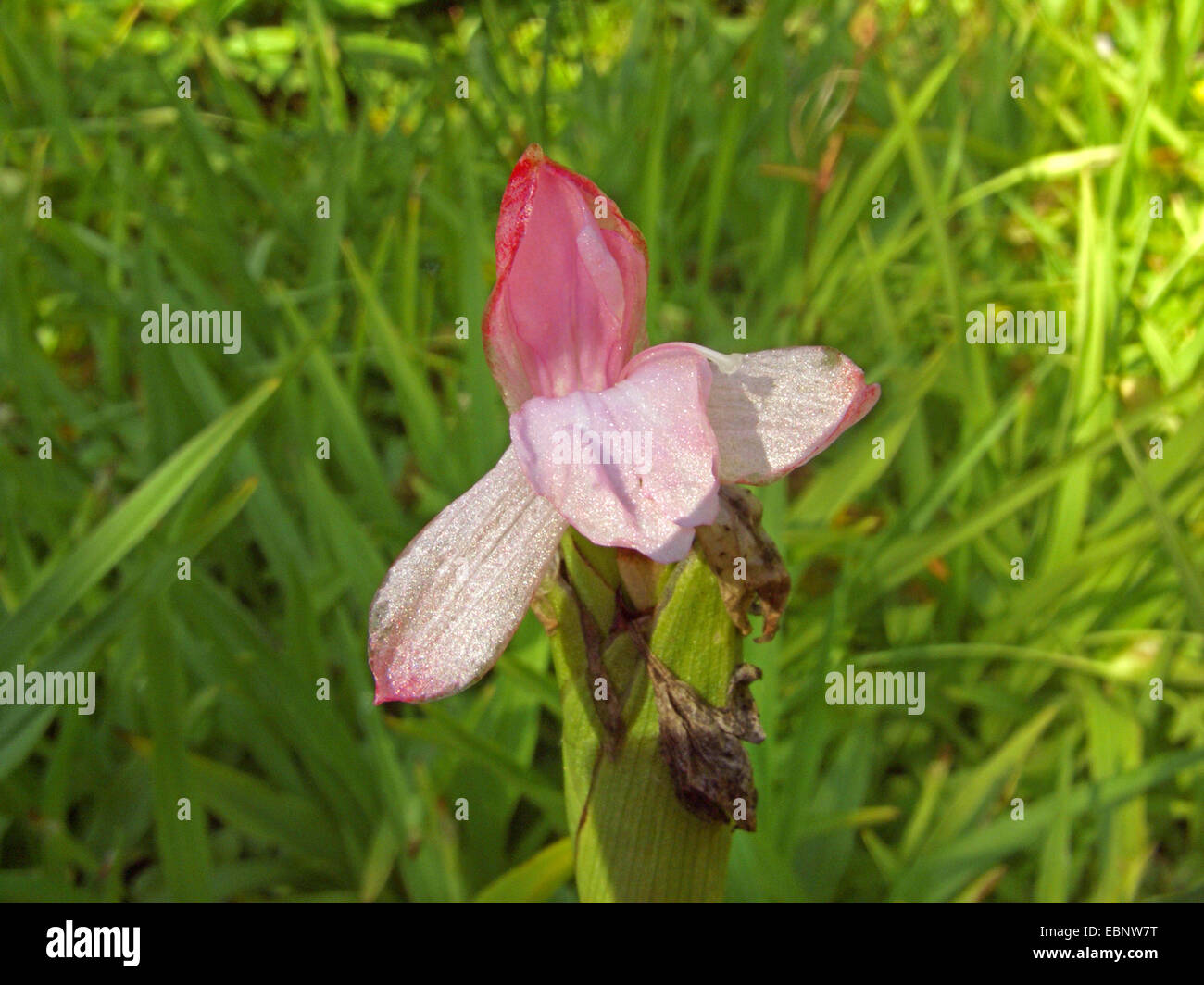 peacock ginger (Kaempferia roscoeana), flower Stock Photo - Alamy