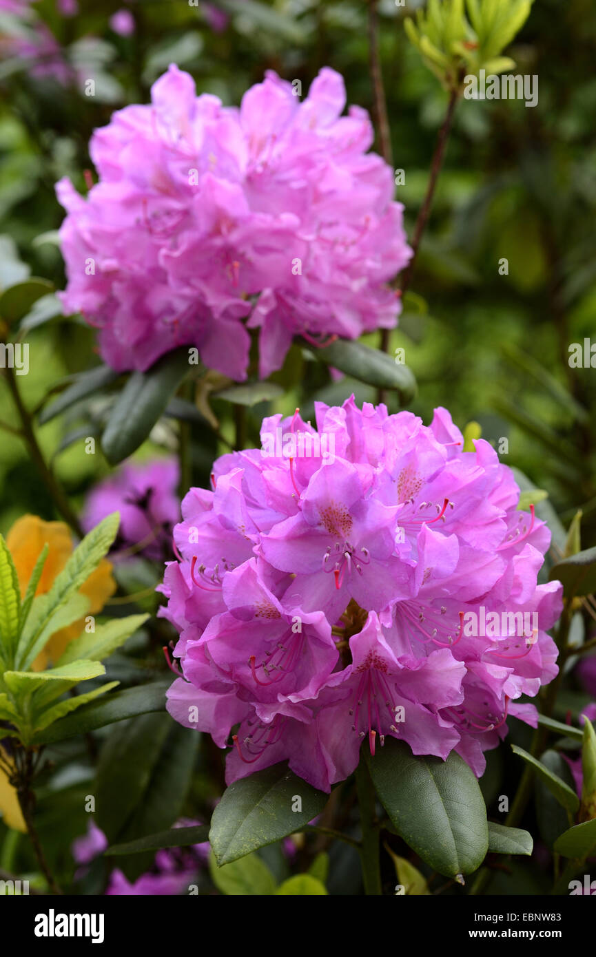Catawba rhododendron, Catawba rose bay (Rhododendron catawbiense ...