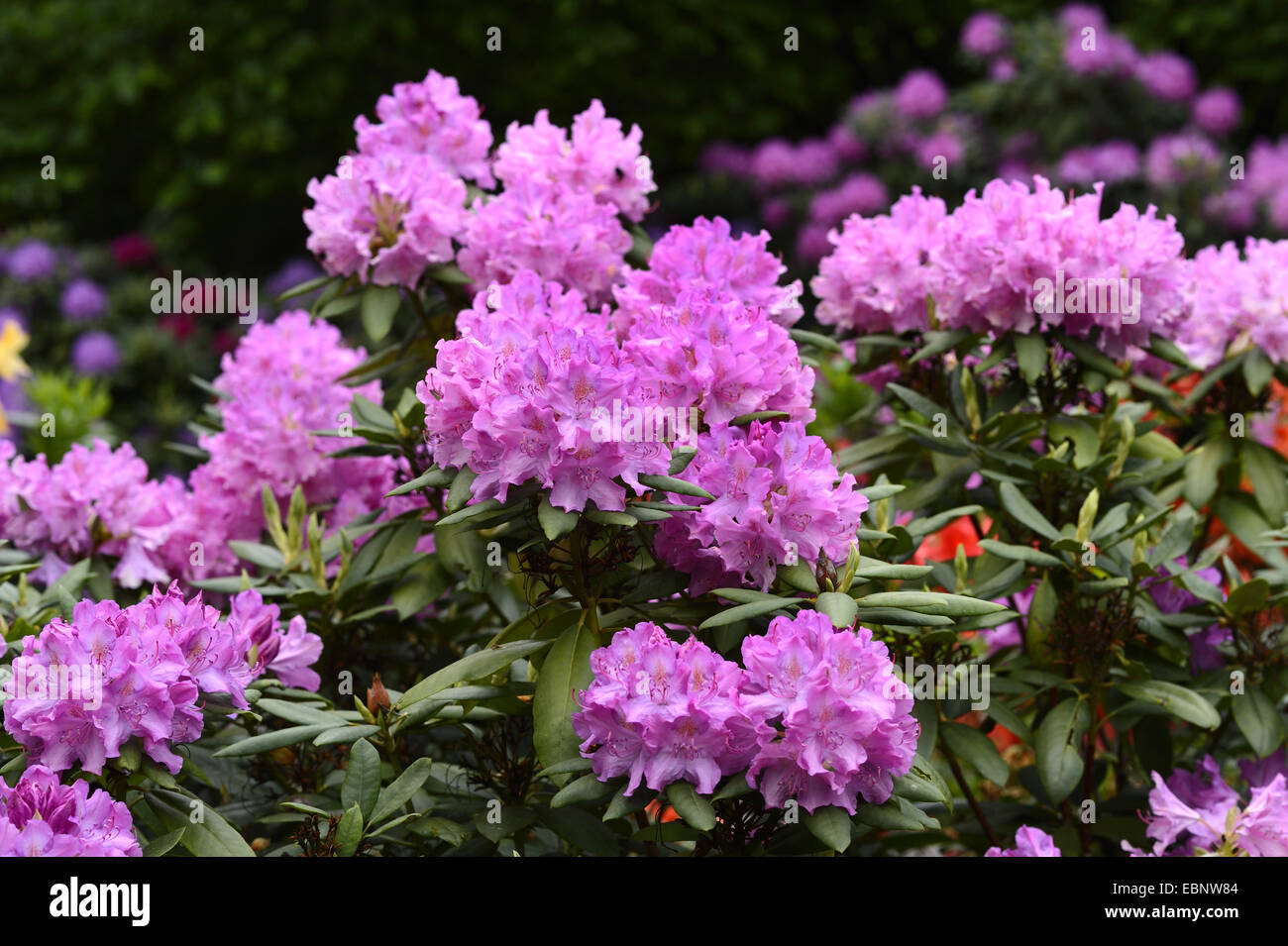 Catawba rhododendron, Catawba rose bay (Rhododendron catawbiense ...