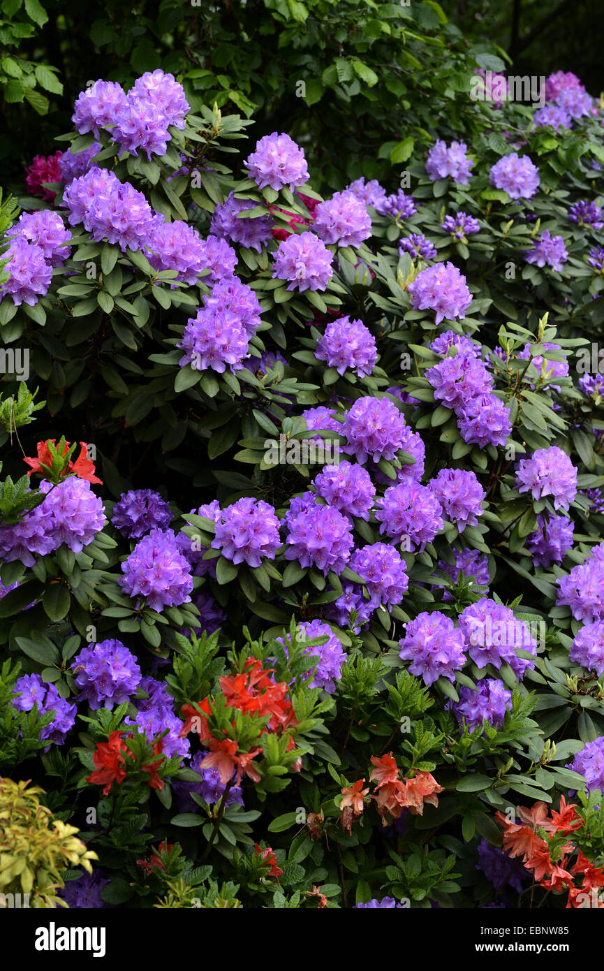 Catawba rhododendron, Catawba rose bay (Rhododendron catawbiense ...