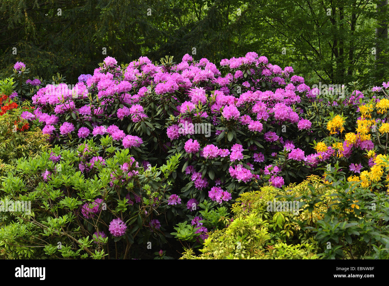 Catawba rhododendron, Catawba rose bay (Rhododendron catawbiense ...