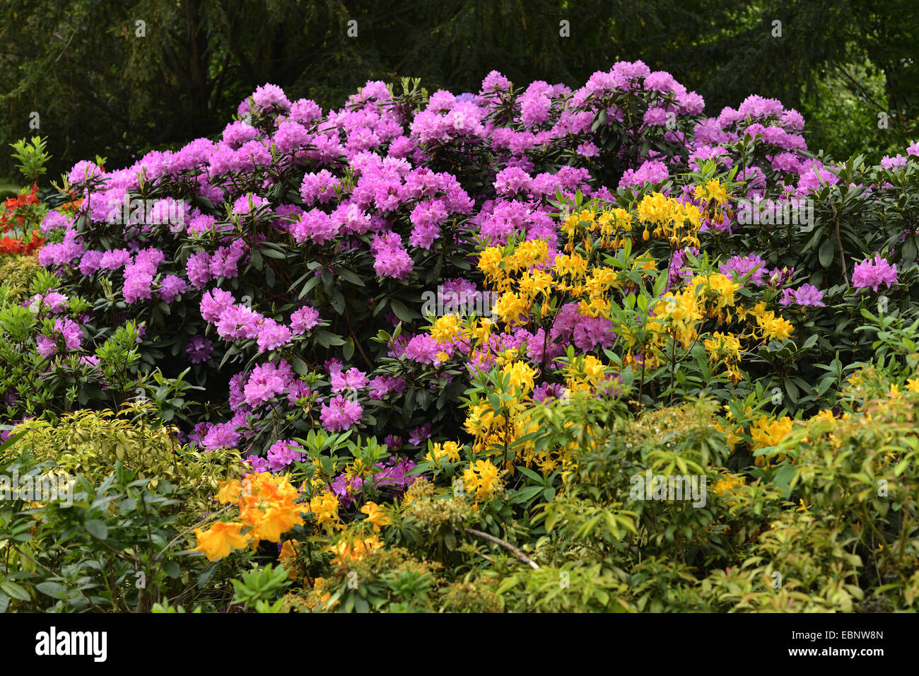 Catawba rhododendron, Catawba rose bay (Rhododendron catawbiense ...