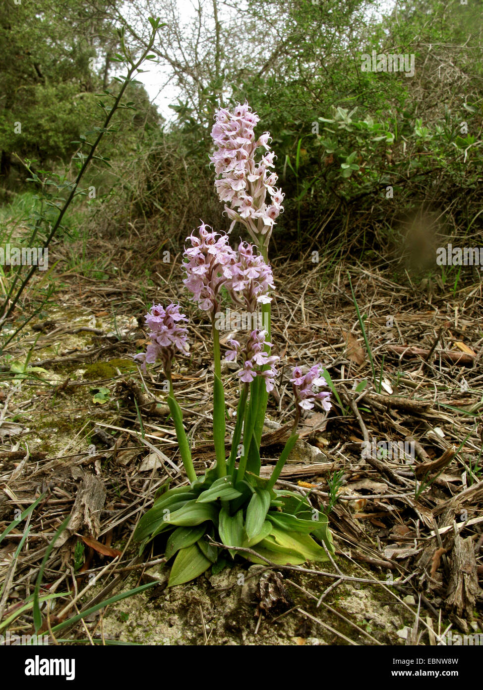Milky orchid (Orchis lactea, Neotinea lactea), blooming, Spain ...