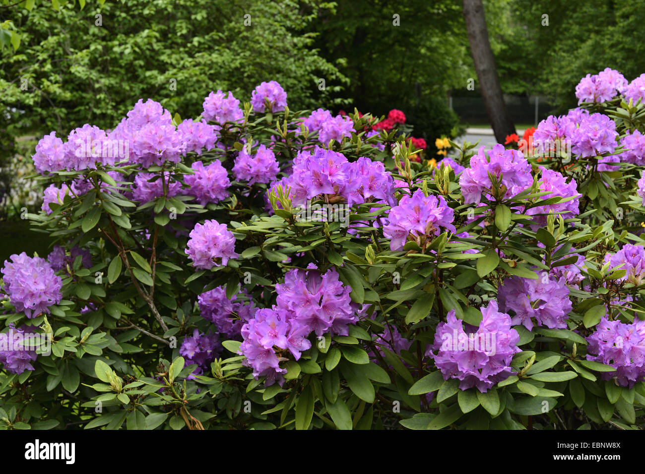 Catawba rhododendron, Catawba rose bay (Rhododendron catawbiense ...