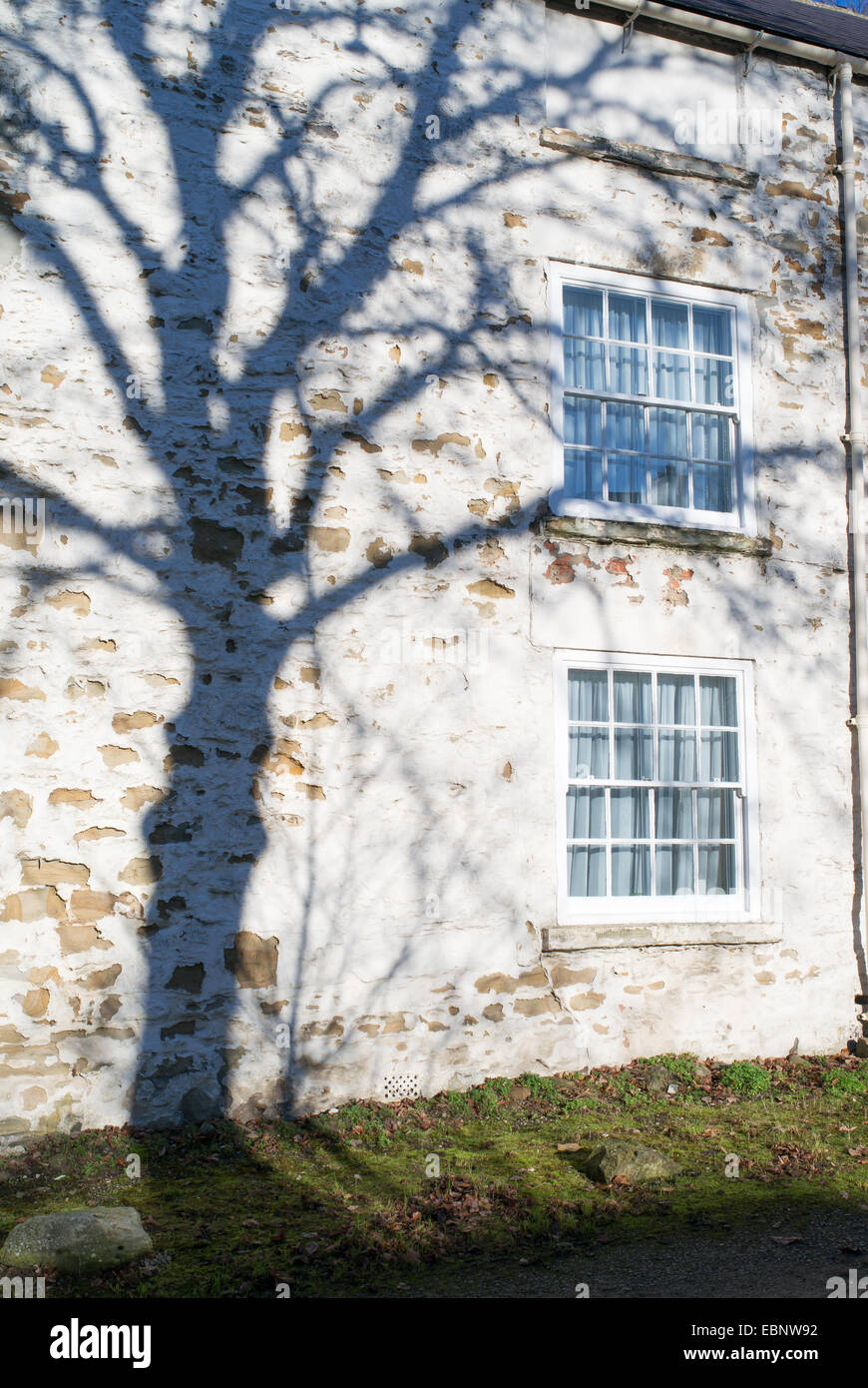 Tree shadow on white painted building in Shincliffe village, County ...