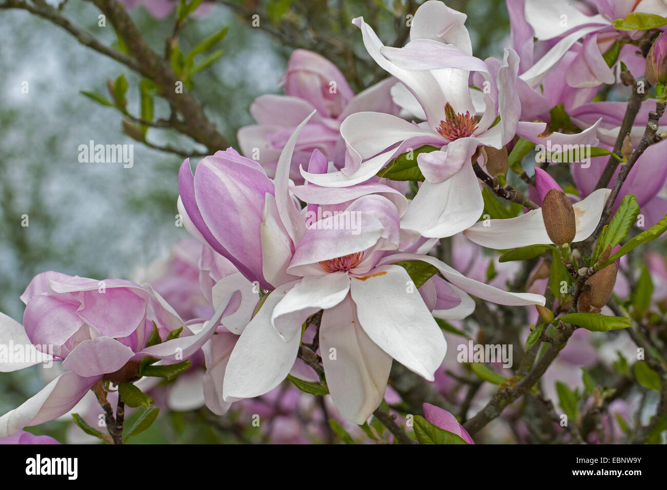Purpur-Magnolie (Magnolia 'Ricki', Magnolia Ricki), cultivar Ricki ...