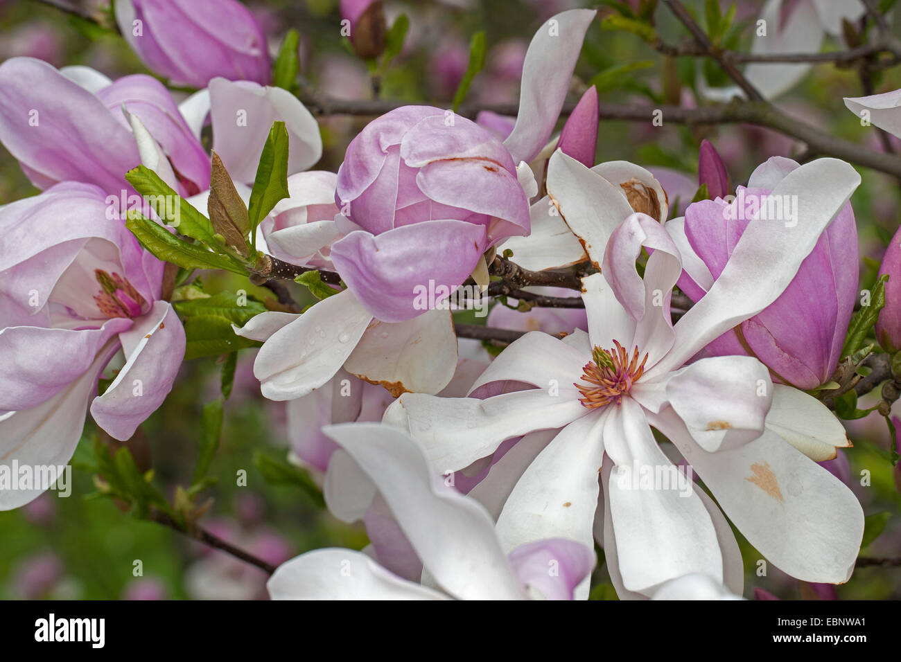 Purpur-Magnolie (Magnolia 'Ricki', Magnolia Ricki), cultivar Ricki ...