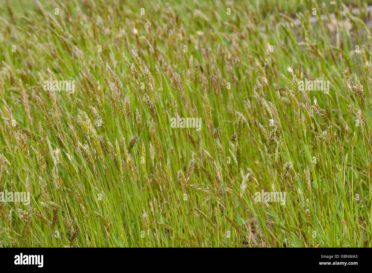Sweet vernal-grass, Sweetscented vernal grass (Anthoxanthum odoratum ...