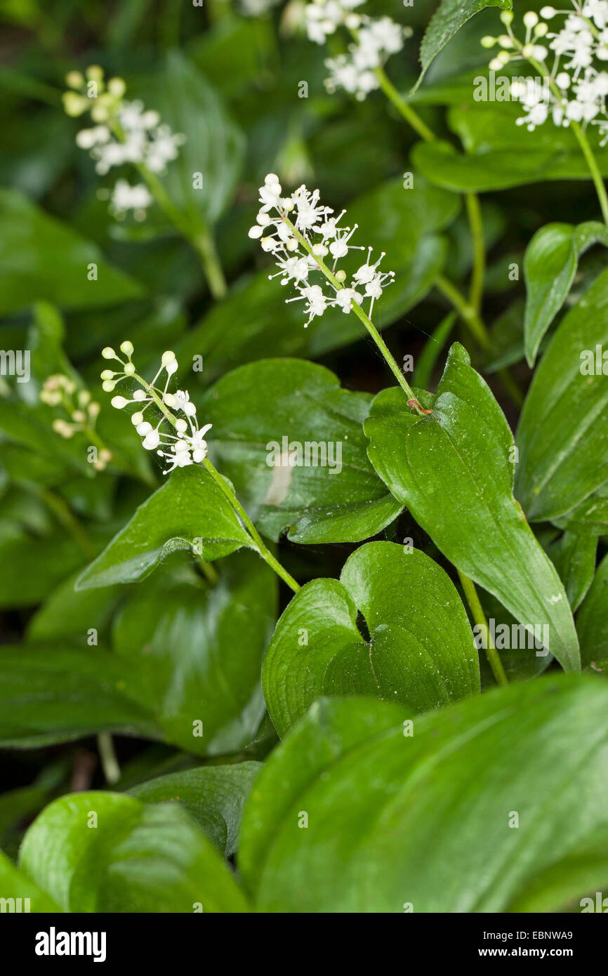 may lily (Maianthemum bifolium), blooming, Germany Stock Photo - Alamy