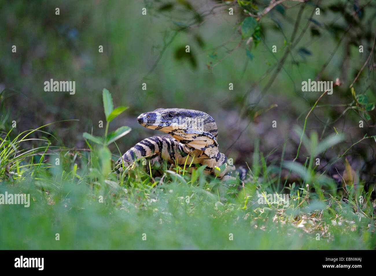 lace monitor, common tree monitor (Varanus varius), on a clearing ...