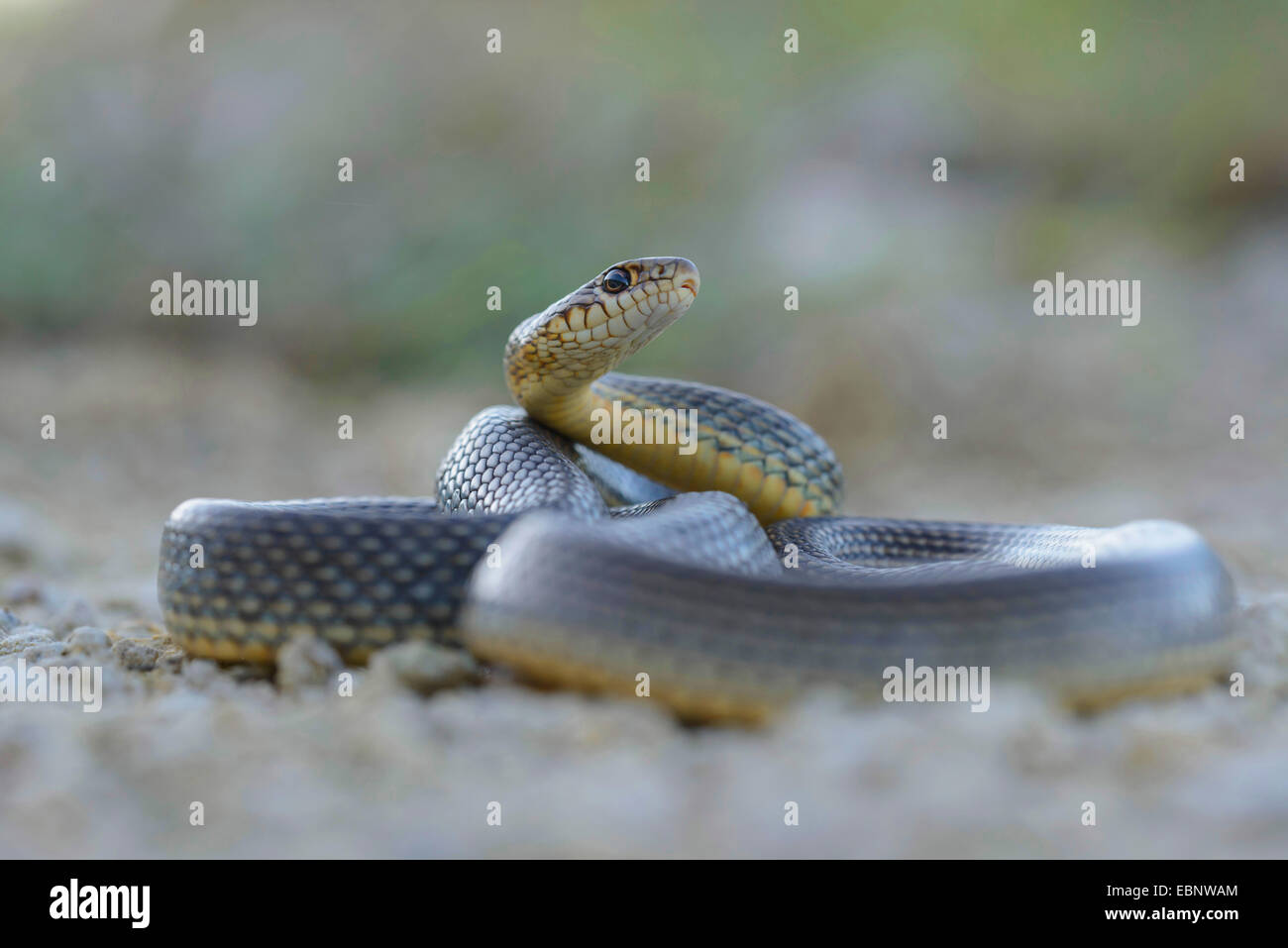 Large Whip Snake, Caspian whipsnake (Dolichophis caspius, Coluber ...