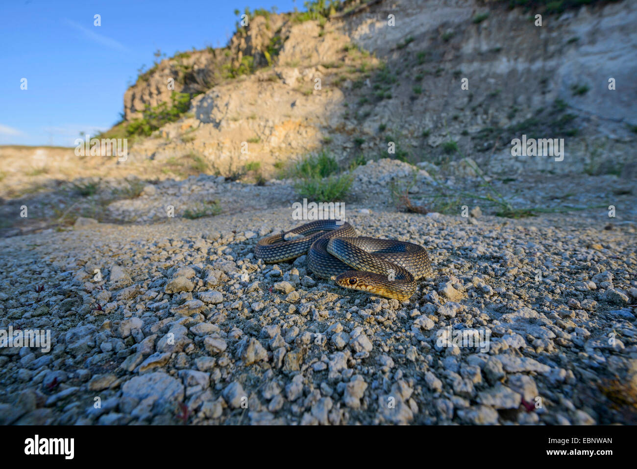Large Whip Snake, Caspian whipsnake (Dolichophis caspius, Coluber ...