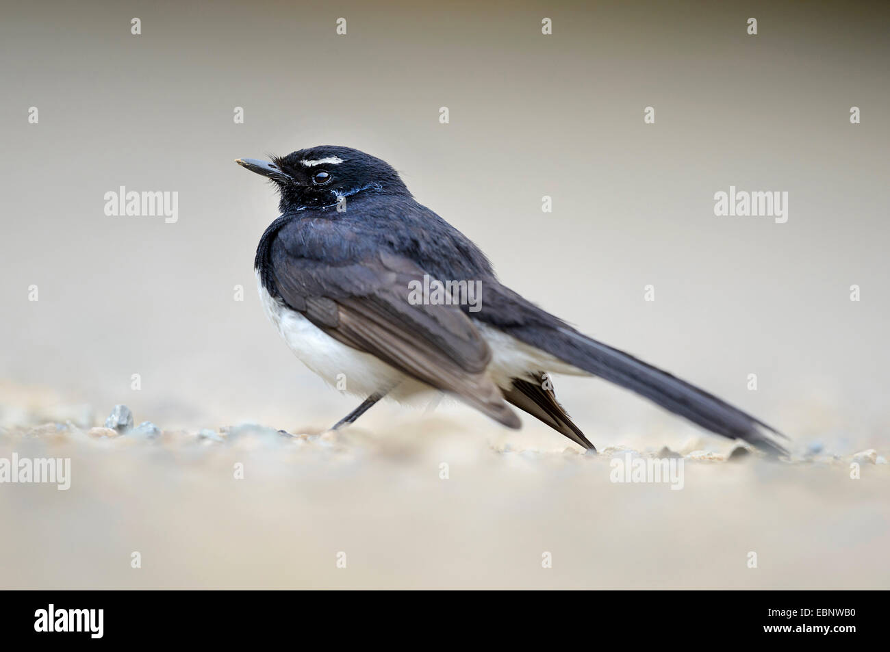 Australian fantails hi-res stock photography and images - Alamy