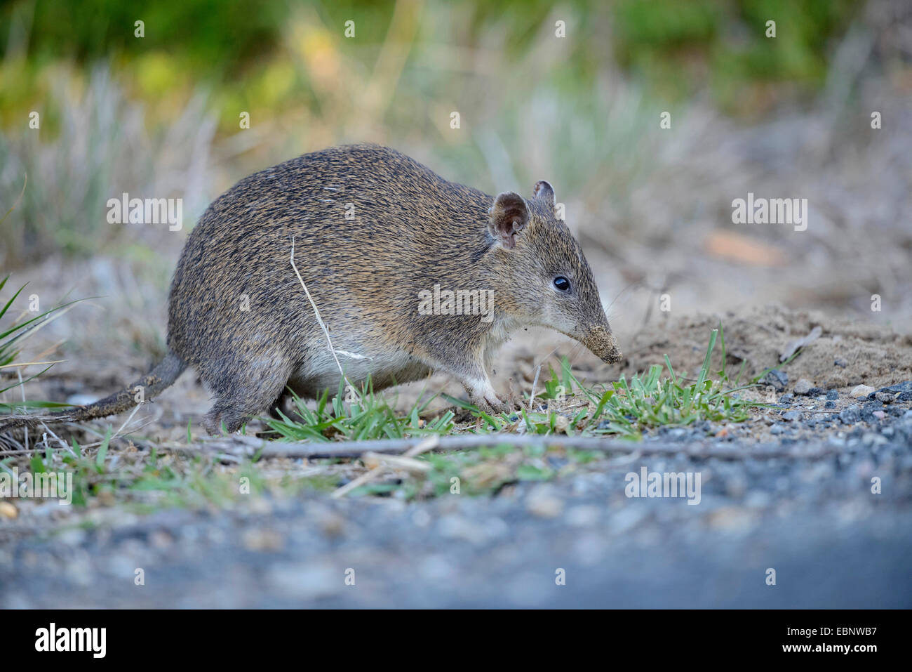 southern brown bandicoot, quenda, short-nosed bandicoot (Isoodon ...